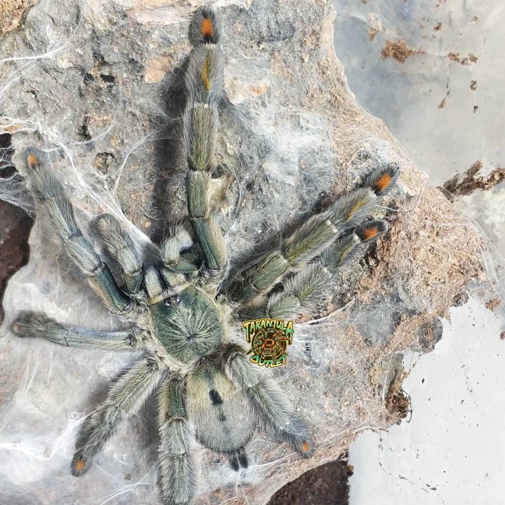 Psalmopoeus Cambridgei 0.33" Tarantula by Tarantula Outlet - MorphMarket