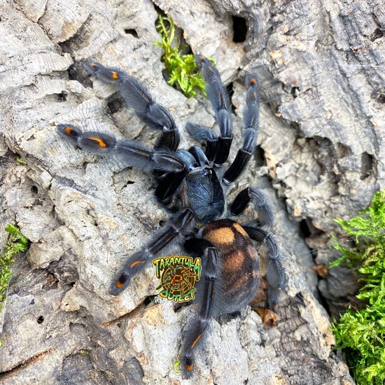 Psalmopoeus Irminia FEMALE 1.5" Tarantula by Tarantula Outlet