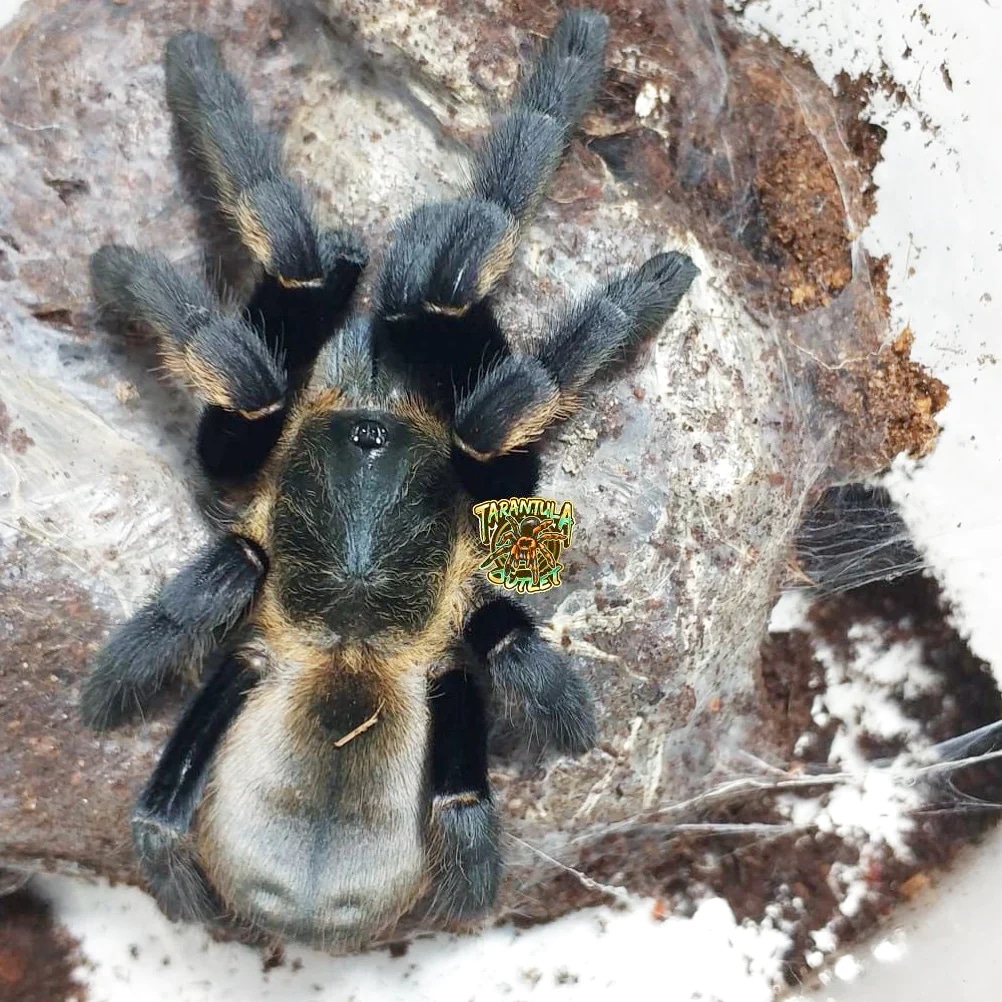 Ornithoctonus Aureotibialis FEMALE 1.5” Tarantula by Tarantula Outlet ...