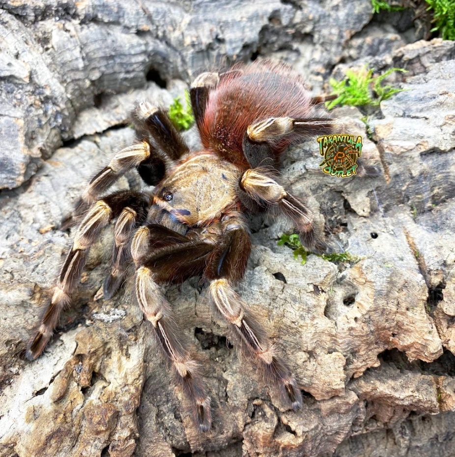 Nhandu Chromatus 0.35" Tarantula by Tarantula Outlet - MorphMarket