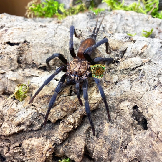Linothele Sp. Sericata 0.5” Tarantula by Tarantula Outlet