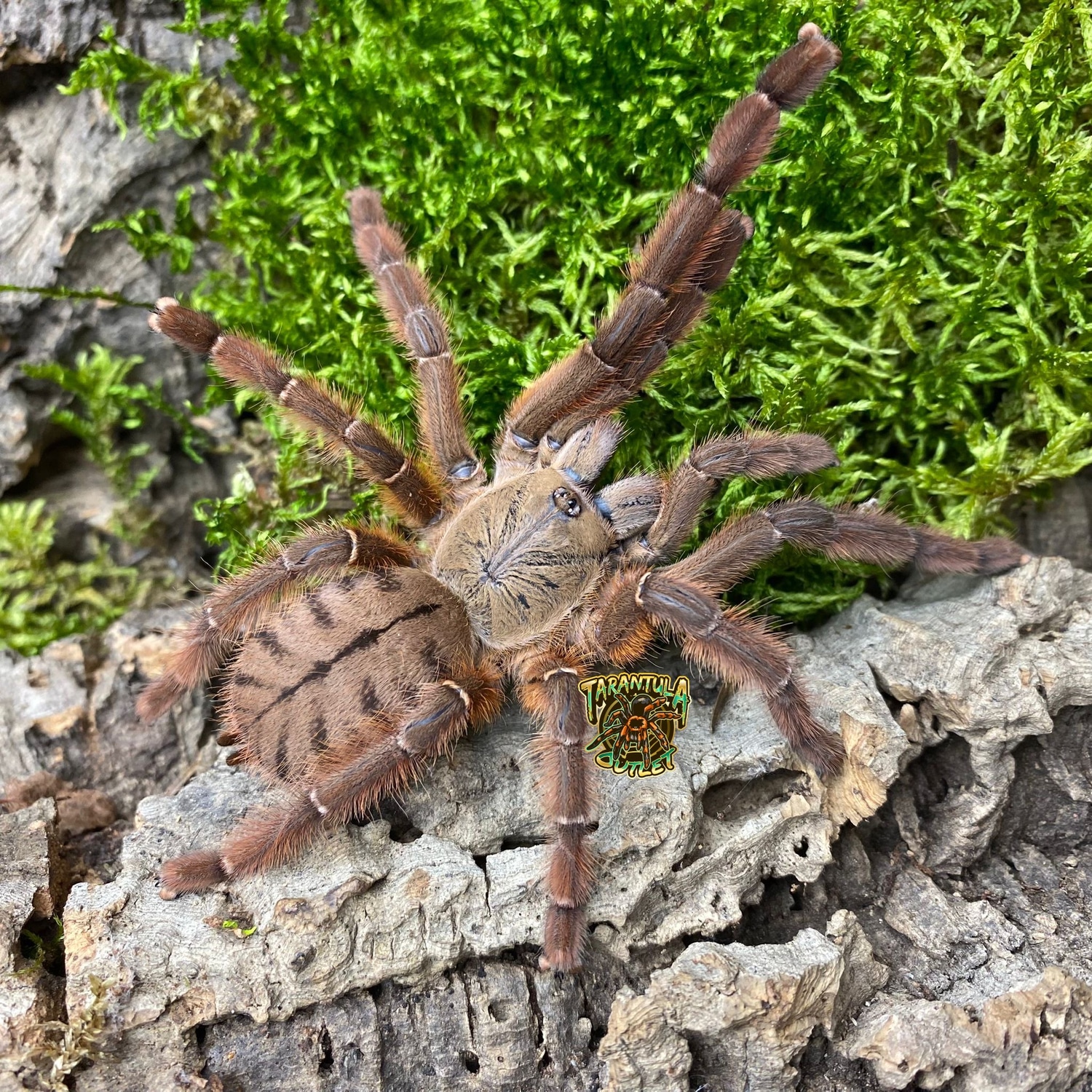 Phormingochilus Rufus 0.5" Tarantula by Tarantula Outlet - MorphMarket