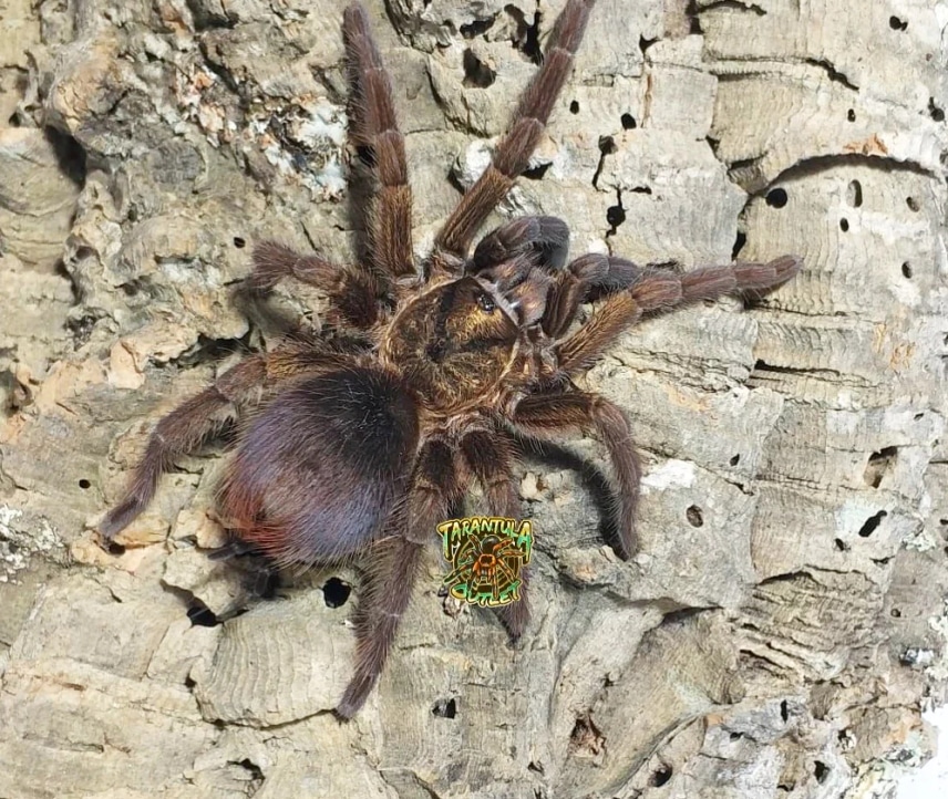 Phormictopus Auratus 0.75" Tarantula by Tarantula Outlet - MorphMarket