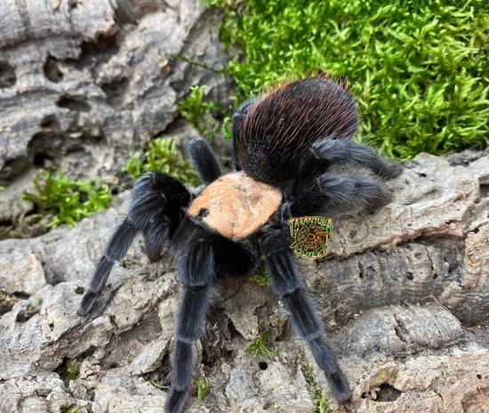 Brachypelma Albiceps 0.2" Tarantula by Tarantula Outlet