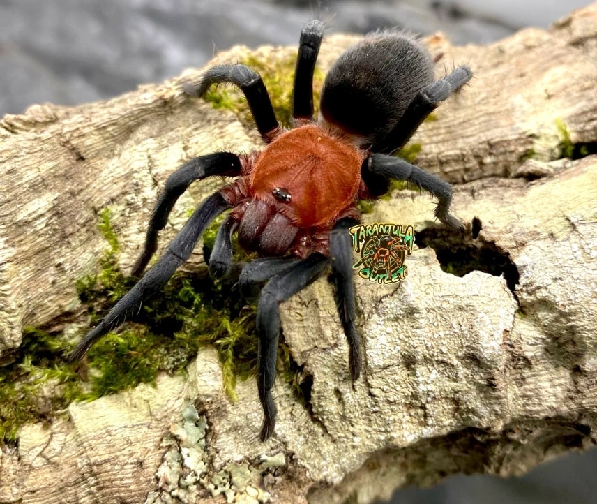 Bumba Horrida 0.25" Tarantula by Tarantula Outlet - MorphMarket