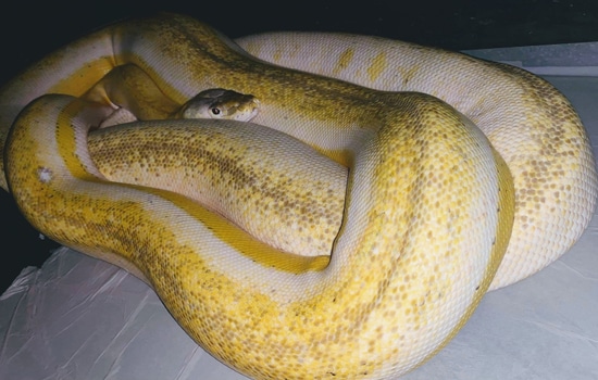 Ultra Ivory Pos Tiger Het White Reticulated Python by Passion Pets
