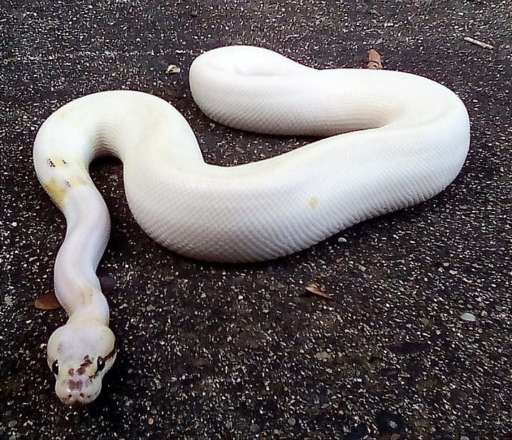 Paradox Ivory Pastel Ball Python by Passion Pets - MorphMarket