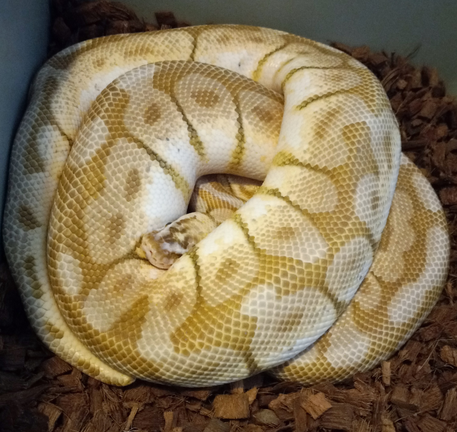 Killer Queenbee Ball Python by Passion Pets - MorphMarket
