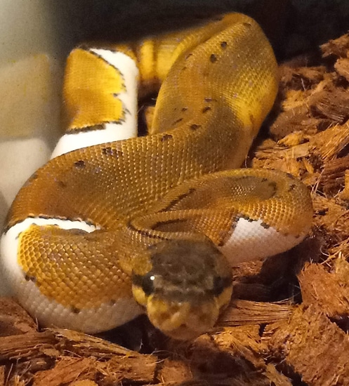 Pinstripe Pied Ball Python by Passion Pets