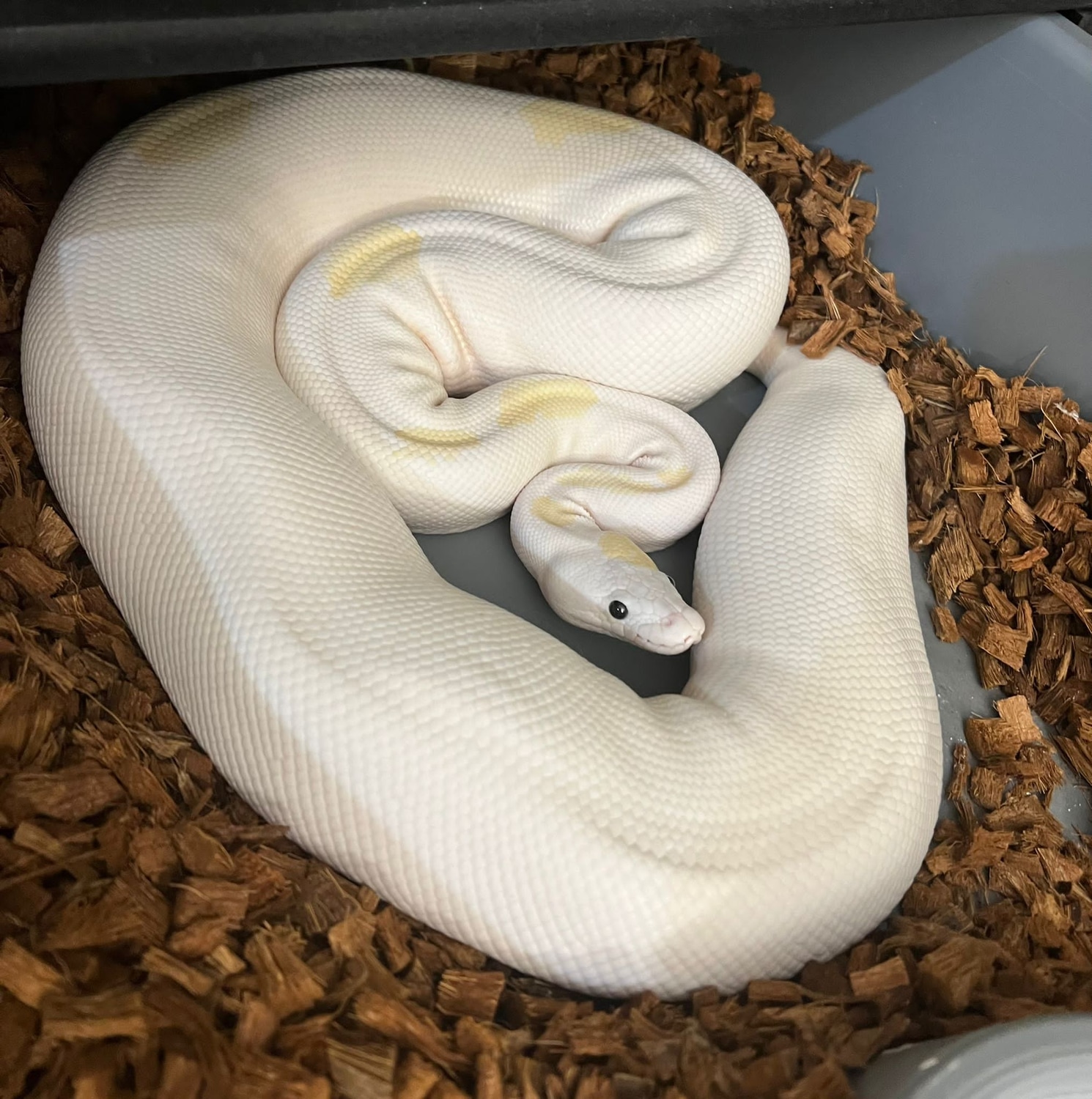 Super Fire Ball Python by Passion Pets - MorphMarket