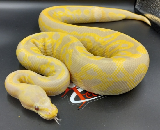 Candino Black Pastel Leopard Ball Python by Passion Pets