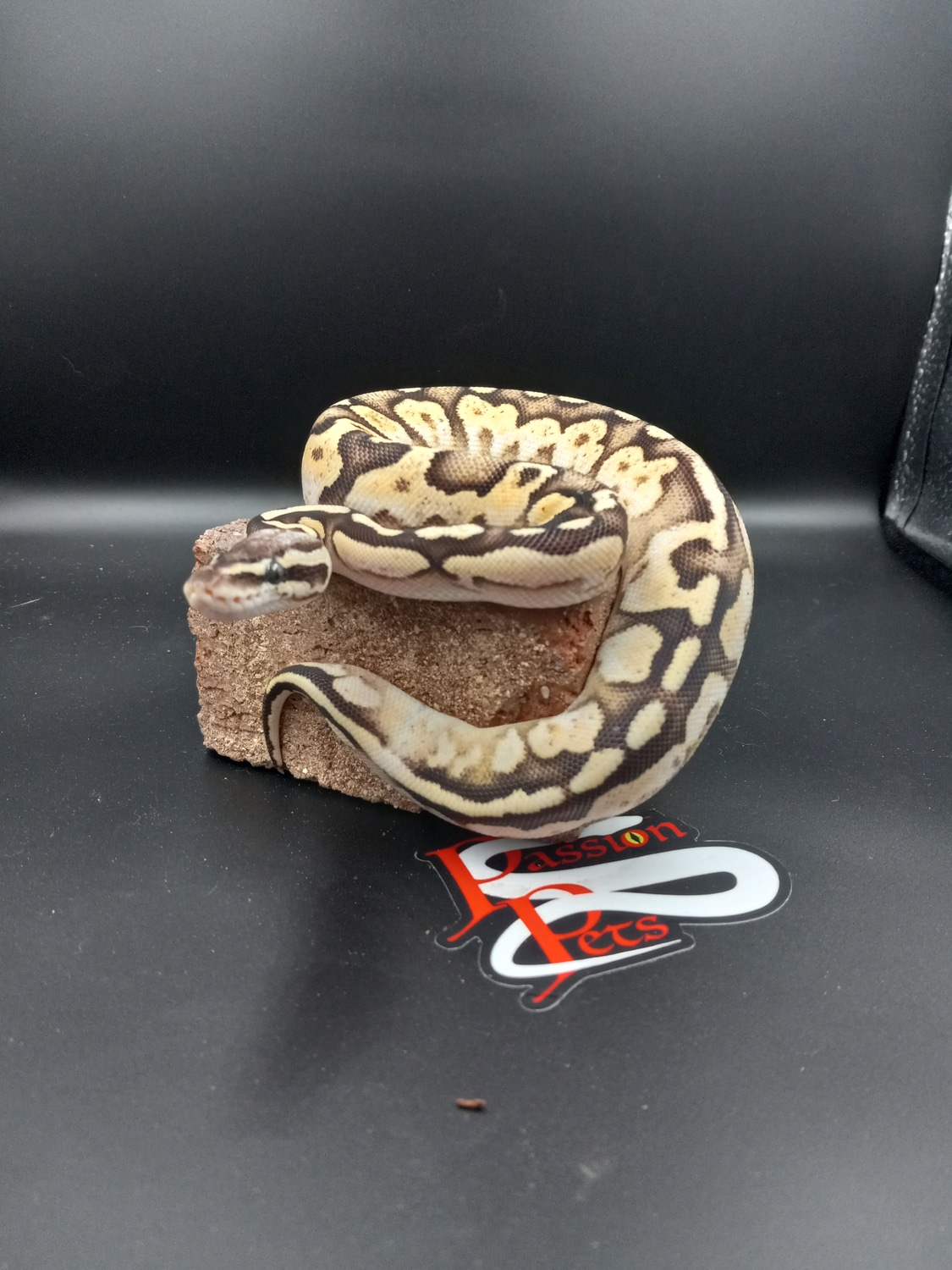 Firefly Calico Ball Python by Passion Pets - MorphMarket