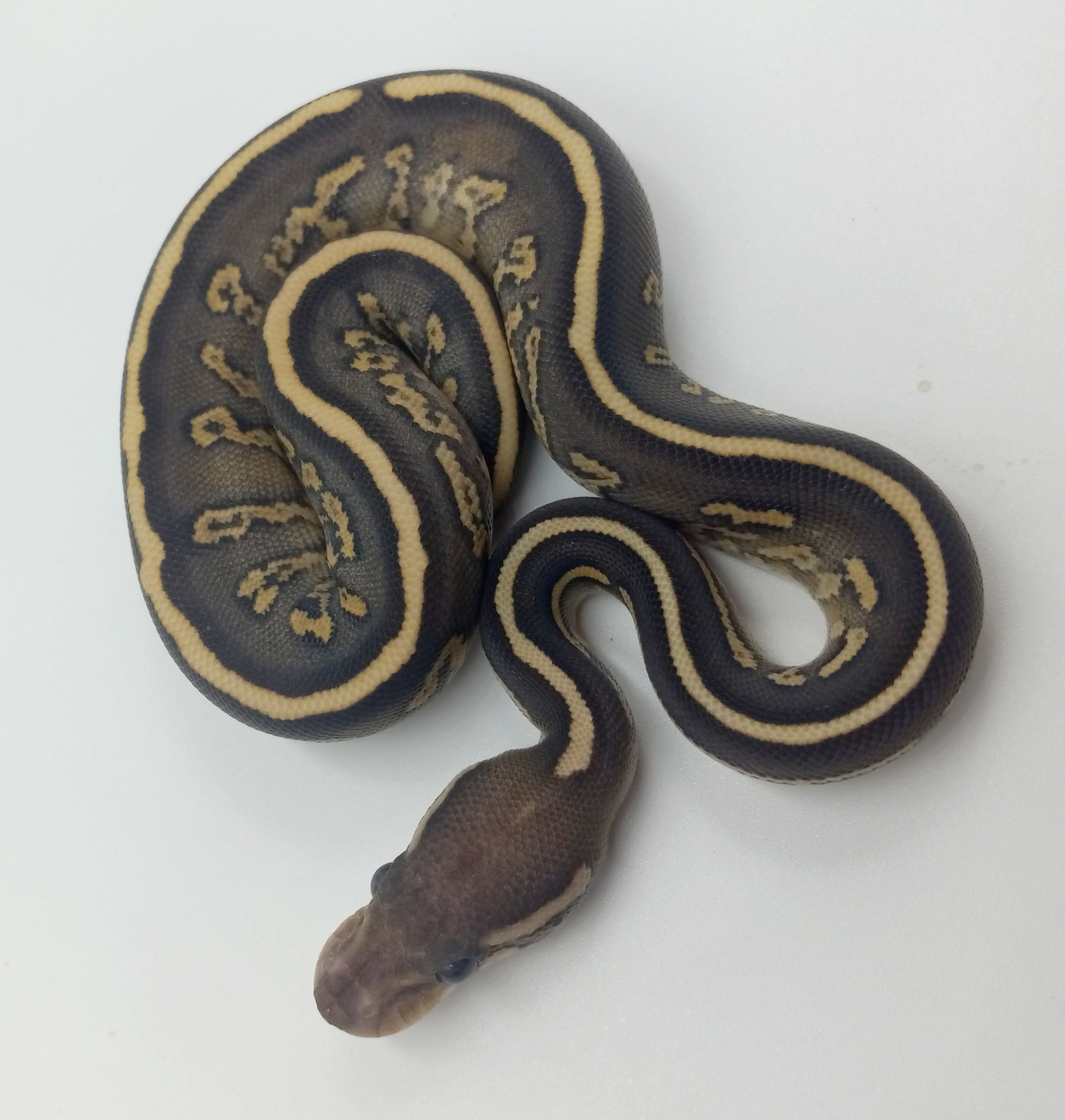 Acid Bongo Black Pastel Lesser Ball Python by Passion Pets - MorphMarket