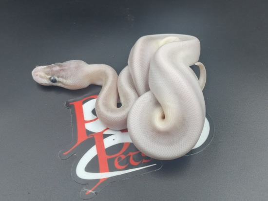 Black Pastel Cinnamon Lesser Ball Python by Passion Pets