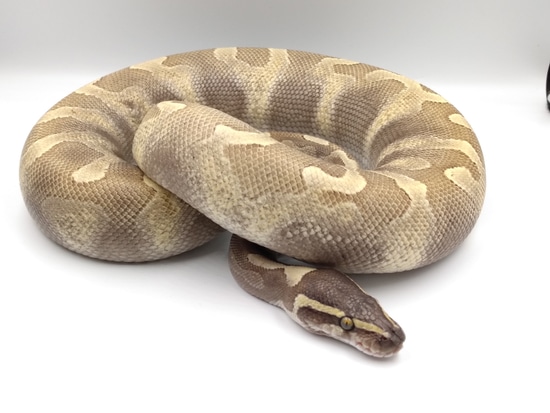 GHI Lesser Enchi Ball Python by Passion Pets
