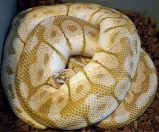10 Animal Breeder Group Ball Python by Passion Pets