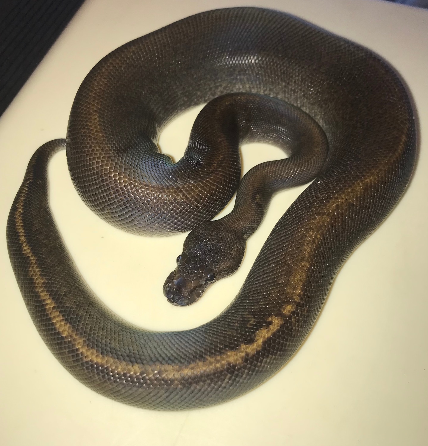 Suma Ball Python by Tariq Abou-Zahr (Private Breeder) - MorphMarket