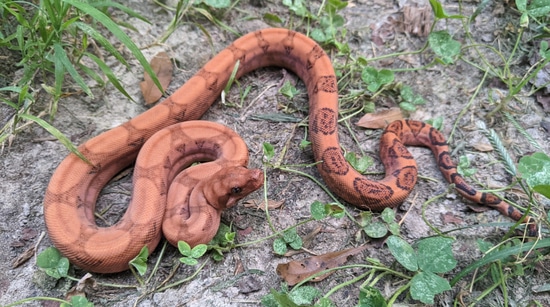 2021 Blood Pos Het Anery (Type II) 50% Hog Island Boa Constrictor by ...