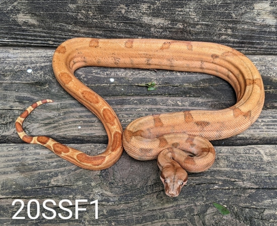 Sunset Boa Boa Constrictor by Tar River Reptiles LLC