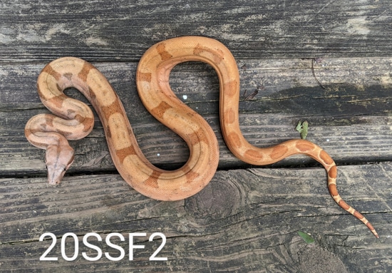Sunset Boa Boa Constrictor by Tar River Reptiles LLC
