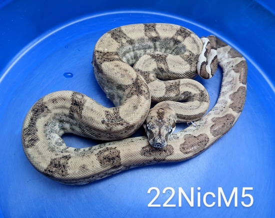 Ghost Nicaraguan 50% Het Blood Boa Boa Constrictor by Tar River ...