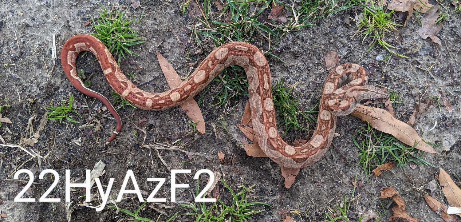 Hypo Aztec Boa Boa Constrictor by Tar River Reptiles LLC - MorphMarket