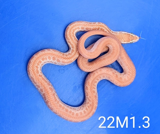 Kenyan Red T- Albino House Snake by Tar River Reptiles LLC