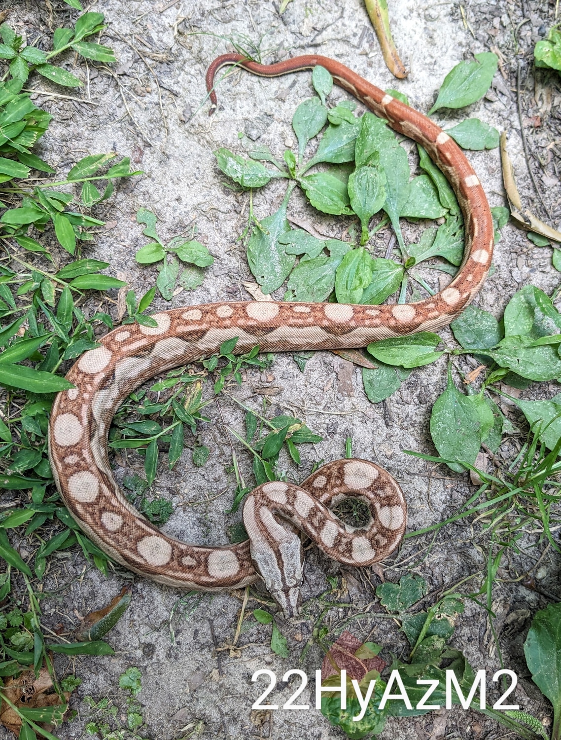 Hypo Aztec Boa Constrictor by Tar River Reptiles LLC - MorphMarket