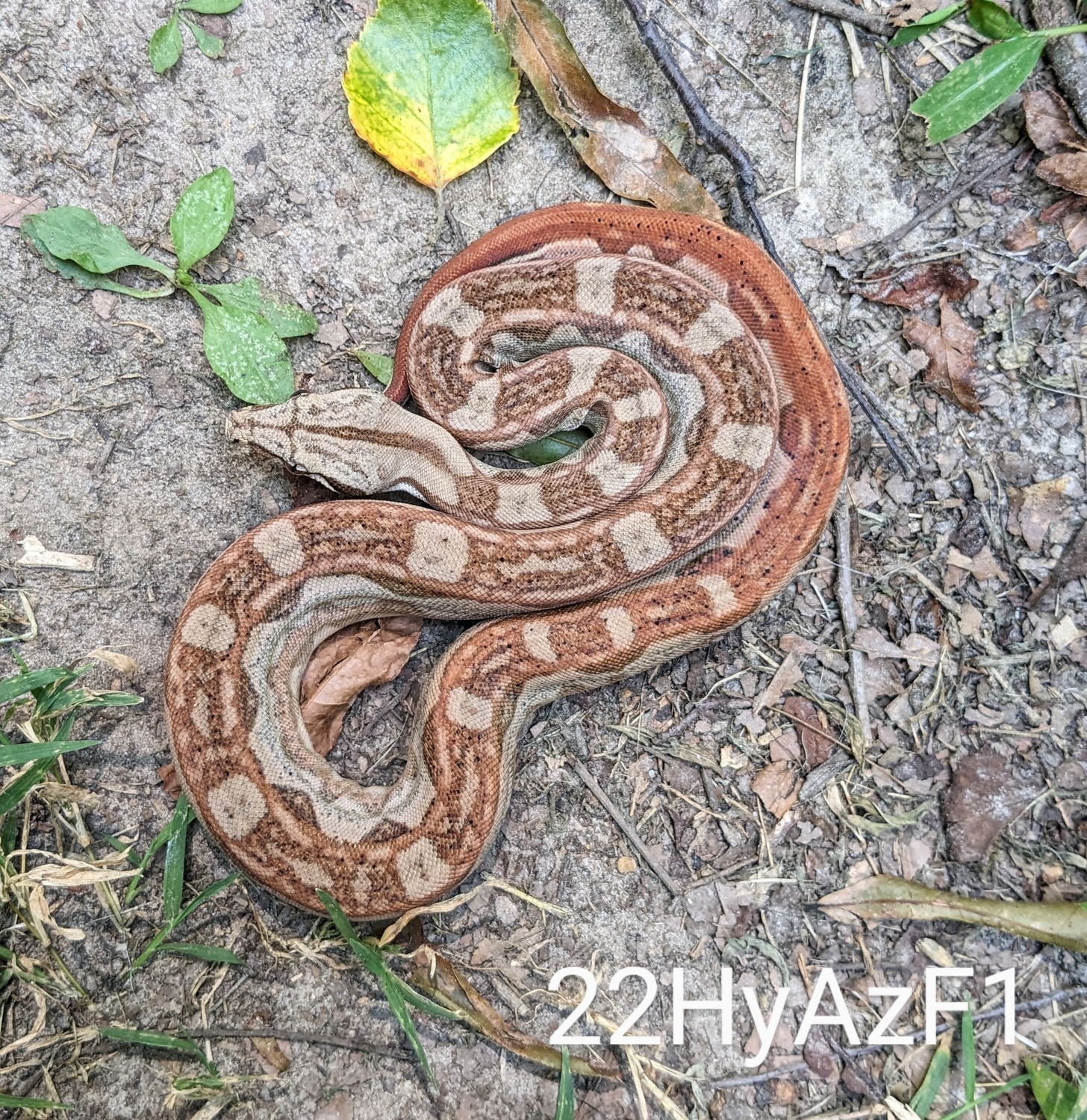 Hypo Aztec Boa Constrictor by Tar River Reptiles LLC - MorphMarket
