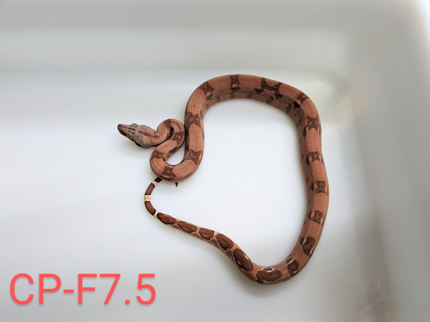 Cherry Pastel Boa Boa Constrictor by Tar River Reptiles LLC - MorphMarket