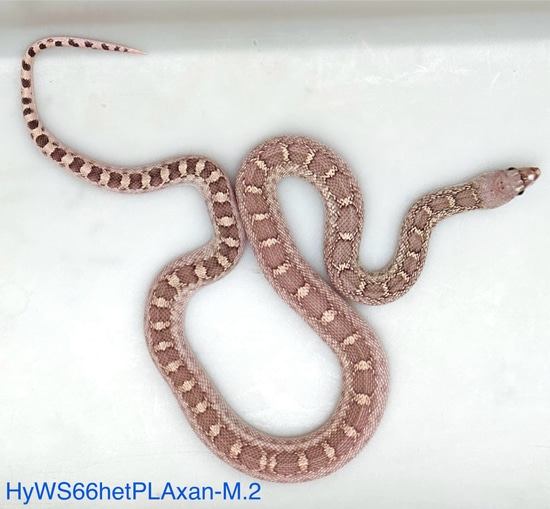 2023 Male Hypo Whitesided 66% Patternless And Axanthic Bullsnake by Tar ...