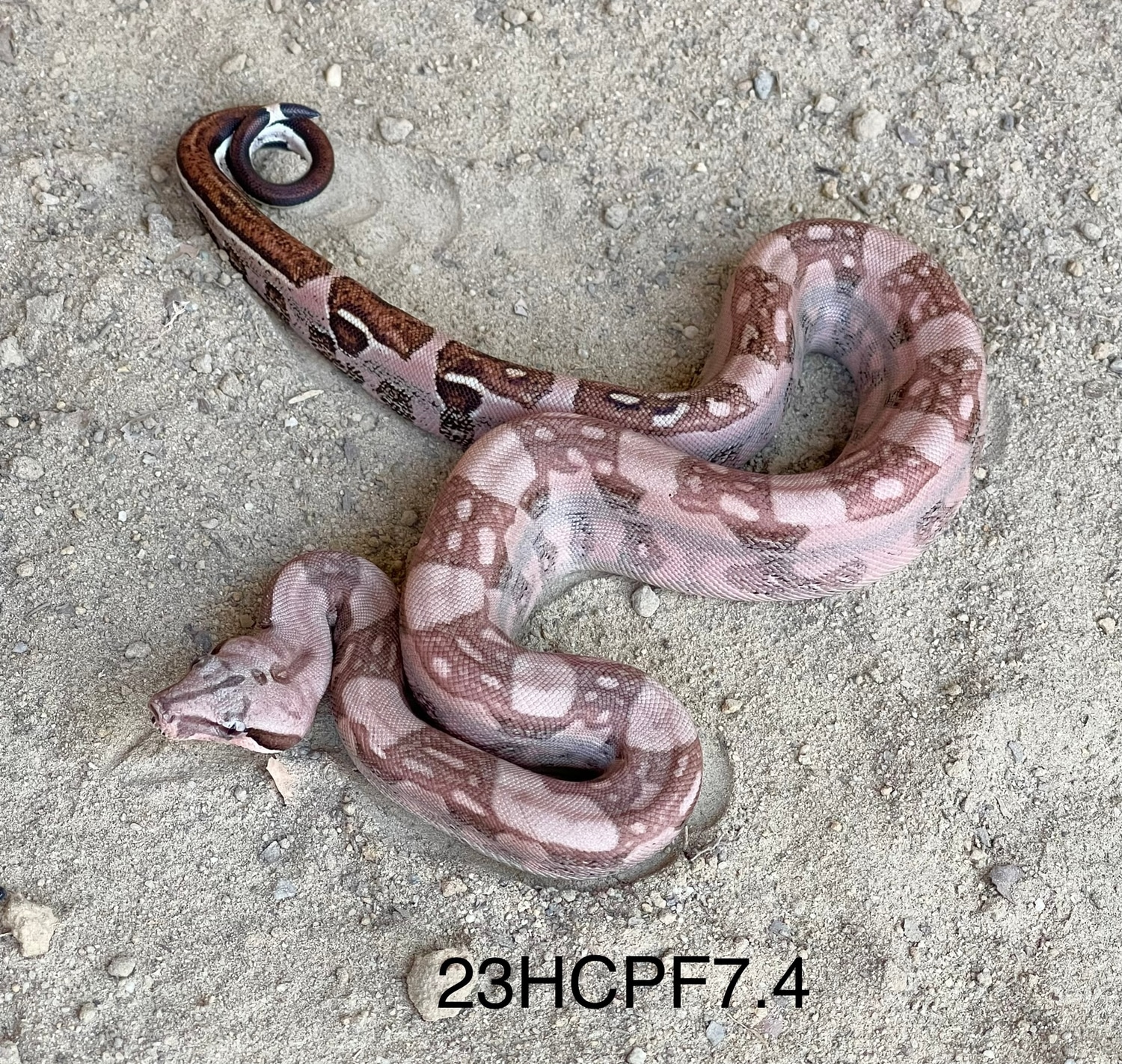 Cherry Pastel Hypo Boa Boa Constrictor by Tar River Reptiles LLC ...