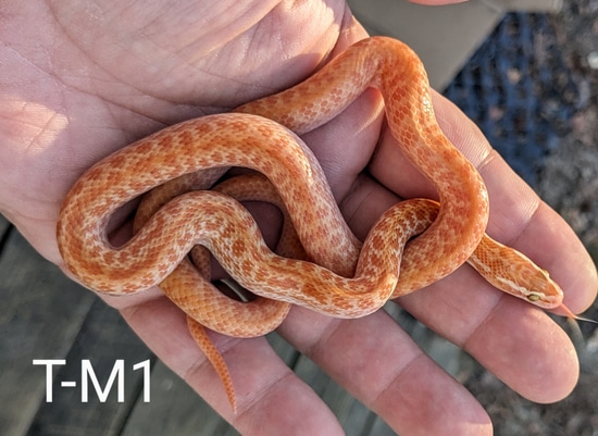 T- Kenyan Red House Snake by Tar River Reptiles LLC