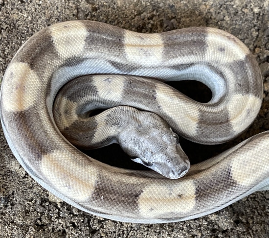 Motley Arabesque Het Albino (Kahl) Boa Constrictor by Tar River ...