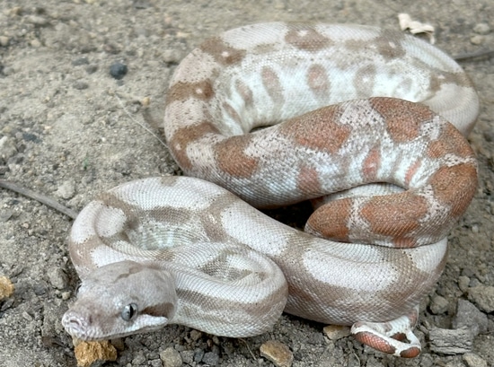 Burke Albino (T+) Fire Boa Boa Constrictor by Tar River Reptiles LLC