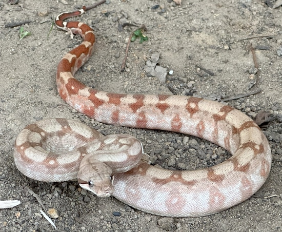 Burke Albino (T+) Fire Boa Boa Constrictor by Tar River Reptiles LLC