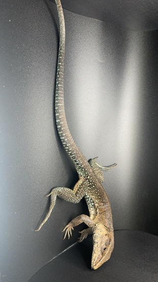 Ameiva Praesignis Giant Dusky Amevia More Lizard by Tartaruga Reptiles