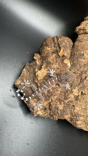 Captive Hatched Tokay Gecko by Tartaruga Reptiles