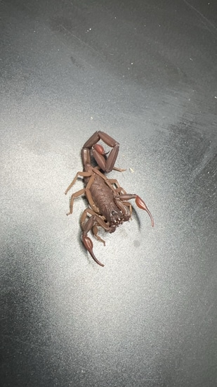 Florida Bark Scorpion Centruroides Gracilis by Tartaruga Reptiles