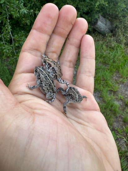 Oak Toad (Anaxyrus Quercicus) Are Back by Tartaruga Reptiles