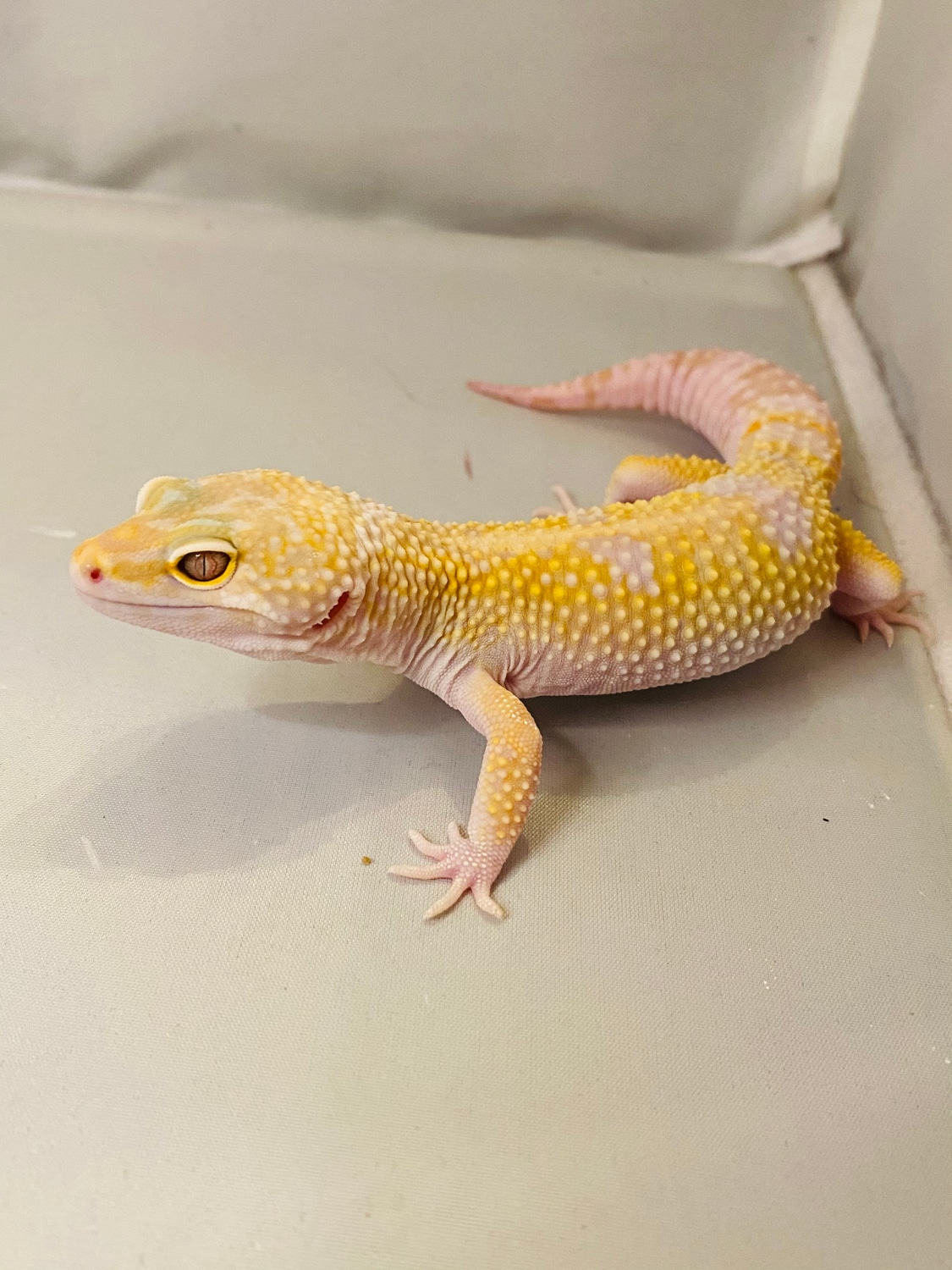 Raptor Leopard Gecko by MicroWilderness - MorphMarket