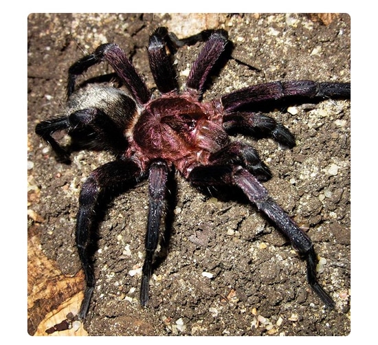 Bumba Horrida (Ex: Cabocla) - Unsexed - Brazilian Redhead Tarantula by ...