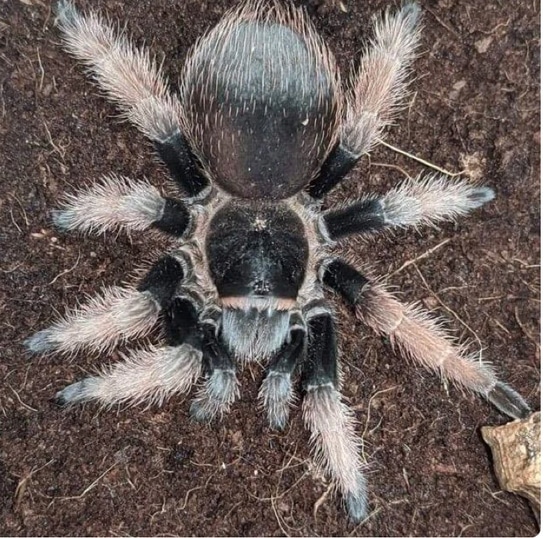 Brachypelma Klassi (Mexican Pink Tarantula) - Unsexed - RARE - Pure ...