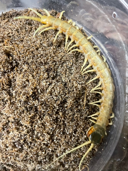 Scolopendra Aztecorum, Southern Ghost Centipede by MicroWilderness