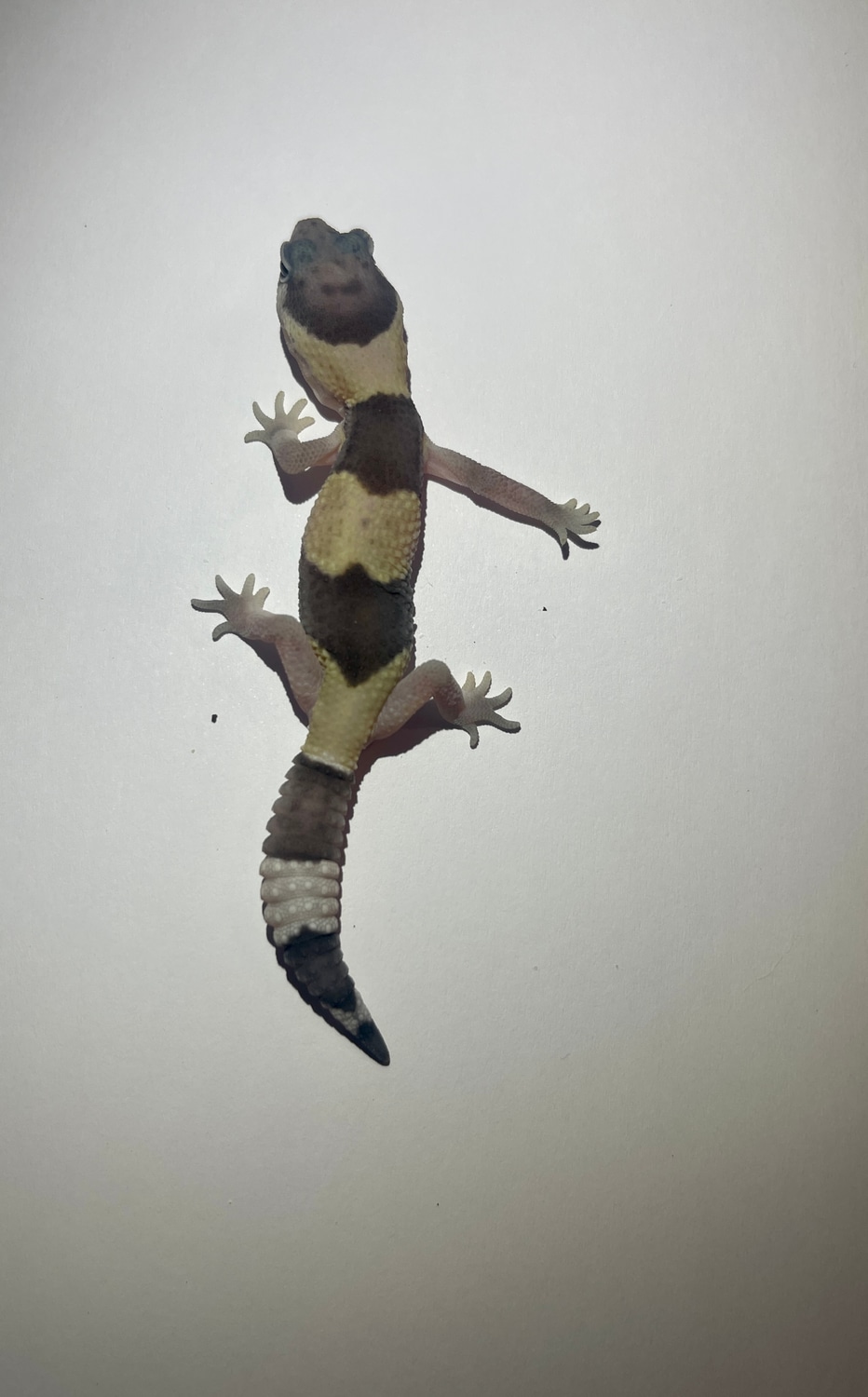 Normal Het Oreo African Fat-Tailed Gecko by Tash’s reptile kingdom ...
