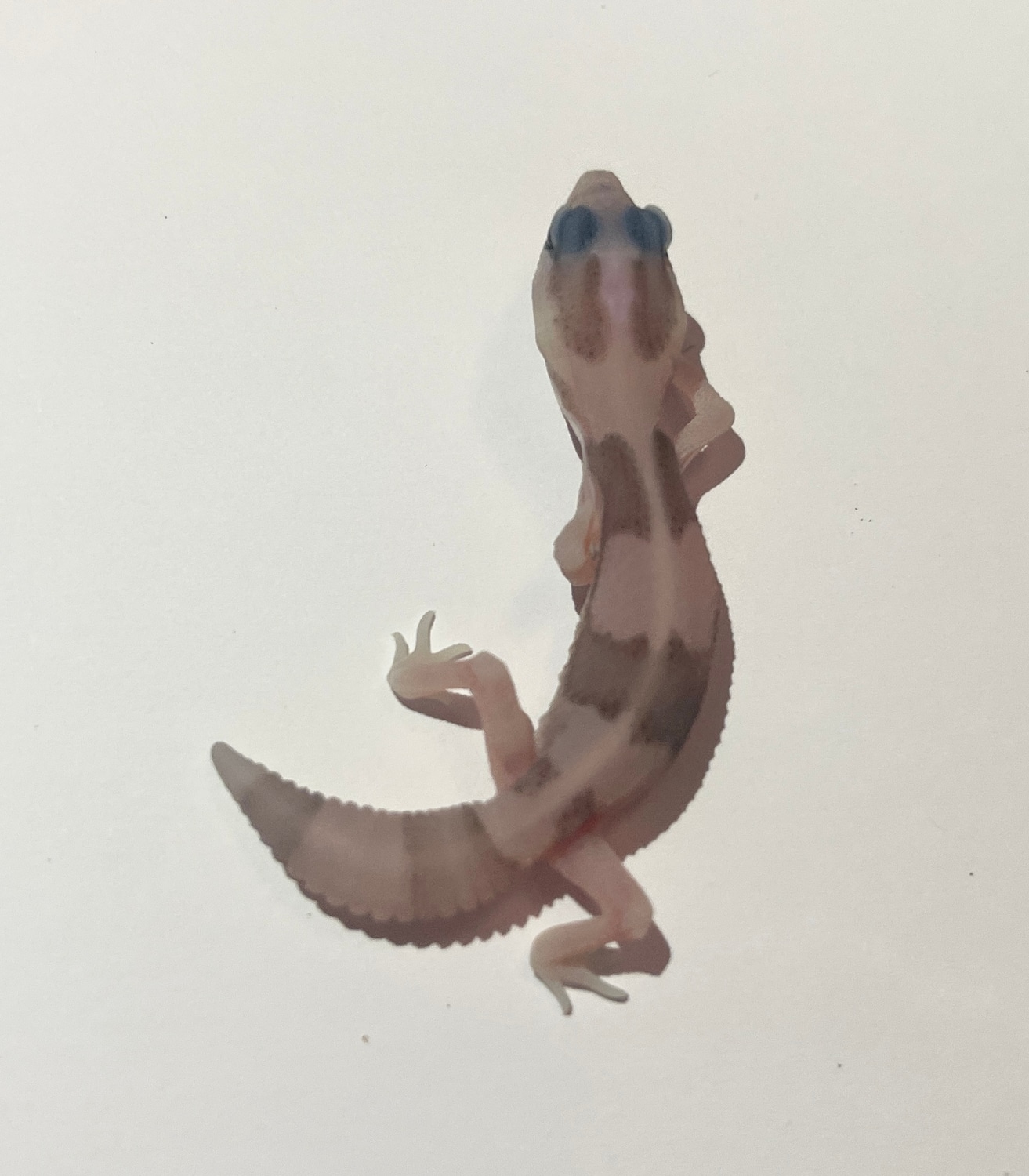 Oreo Whiteout Stripe African Fat-Tailed Gecko by Tash’s reptile kingdom ...