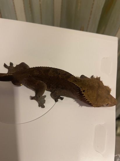 RTB Adult Charcoal Male Paternless Produced By Gecko Junkie Crested ...
