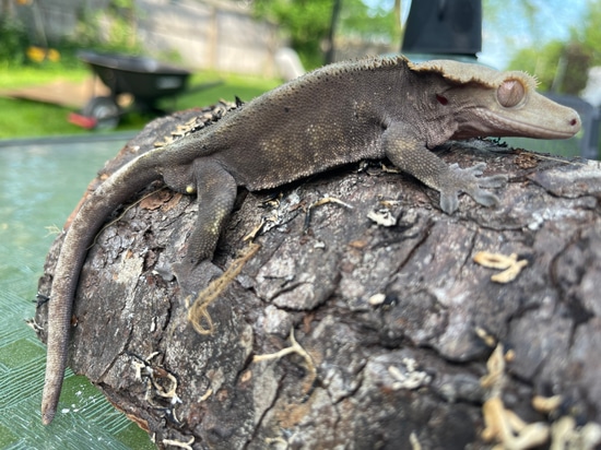 RTB Adult Charcoal Male Paternless Produced By Gecko Junkie Crested ...