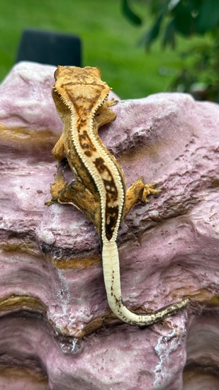 3 Beautiful Well Started Juvies Including Super Stripe Empty Back ...