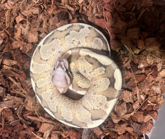 ScalelessHead Vanilla Cream Ball Python by Zoo City Exotics